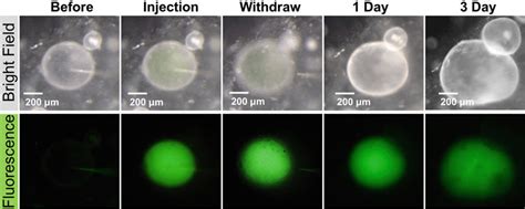 Organoids As A Model To Study Infectious Disease Abstract Europe PMC