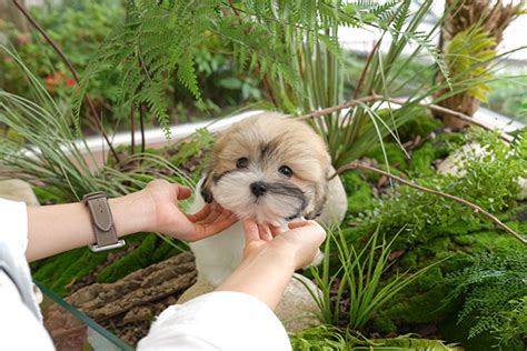 부산강아지분양 강아지분양 미유펫 푸들 말티즈 치와와 포메라니안 비숑프리제 프렌치불독