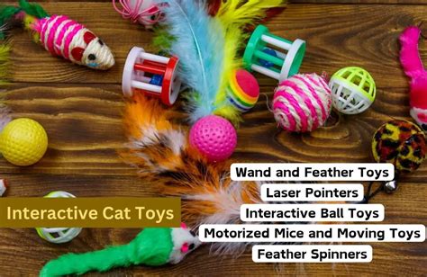 Typical Ragdoll Cat Weight Maintaining A Healthy Range — Living With Ragdoll