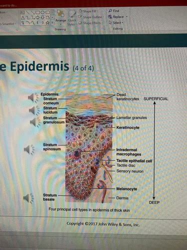 Epidermis Flashcards Quizlet