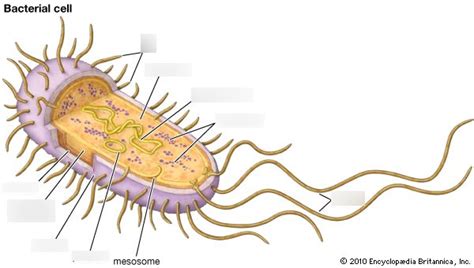 Bacteria Diagram Quizlet