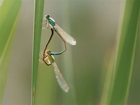 Copula Ii Confederación Española De Fotografía