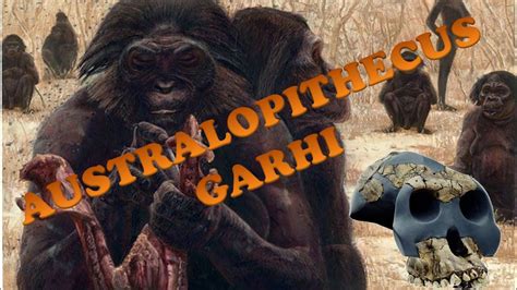 Australopithecus Garhi