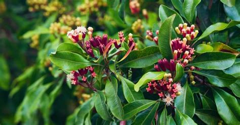Herb Spotlight Cloves Syzygium Aromaticum Auromere