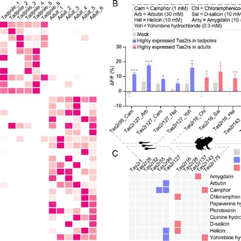 Expression And Functional Differences Of Tas2r Genes Between Tadpole