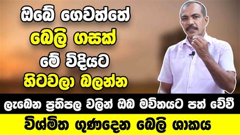 ඔබේ නිවසේ බෙලි ගසක් මේ විදියට හිටවලා බලන්න ගෙදර දියුණුව බලන් ඉද්දි වැඩි වෙනවා ඔබටම පුදුම