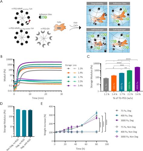 通过工程聚乙二醇水凝胶释放 Bmp2 增强大鼠颅骨缺损的骨再生 Scientific Reports X Mol
