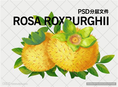 手绘刺梨包装设计图psd分层素材psd分层素材设计图库昵图网