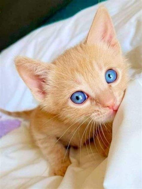 Wet Kitten Happy Kitten Strawberry Kitten Kitten Kiss Artofit