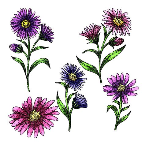 Aster Set Sketch Hand Drawn 51181252 Vector Art At Vecteezy