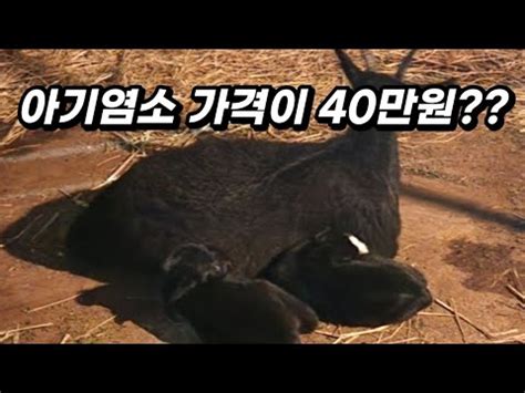 염소 출산 현장 난산 귀농2년차 암놈 아기염소 두마리 시작해서 다섯마리로 식구 늘렸네요 흑염소 출산 YouTube