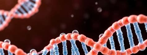 Nucleic Acids DNA RNA And Nucleotides