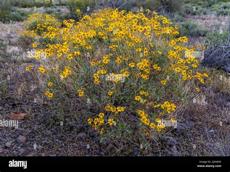 Brittle Bush