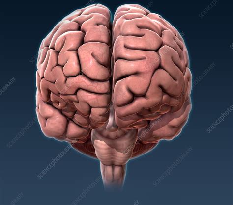 Real Human Brain Front View