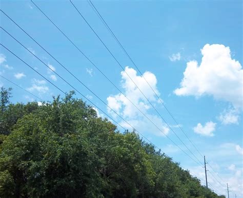 Reducing Conflicts Between Trees And Power Lines UF IFAS Extension Lake County