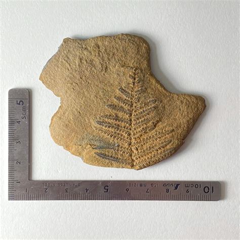 Pecopteris And Lepidodendron Leaf Fossils Of Parks Township