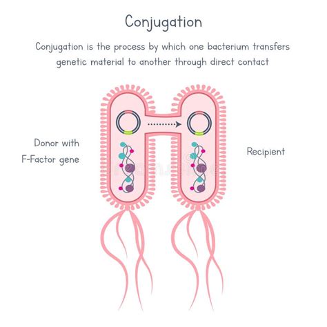Horizontal Gene Transfer Conjugation Science Educational Graphic Stock