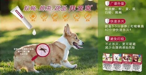 宠物蜱虫药推荐宠物蜱虫用什么药宠物蜱虫药品牌哪个好 知乎
