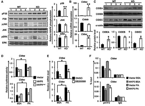 Mkp5 Regulates Cidea And Cidec Fsp27 In The Liver Through P38 A Download Scientific Diagram