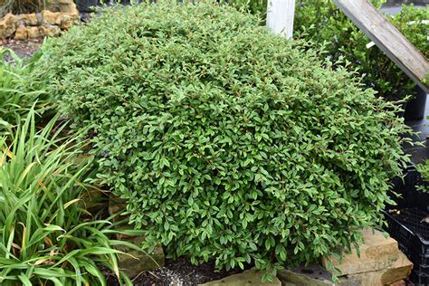 Scarlet Leader Willowleaf Cotoneaster Cotoneaster Salicifolius