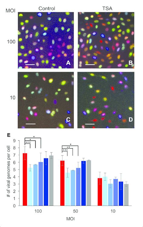 Effect Of Histone Modifying Enzyme Inhibitors On The Number Of Viral Download Scientific