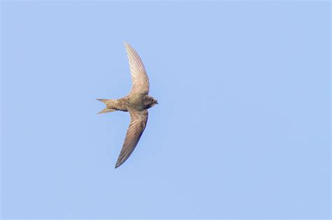 common swift birdforum