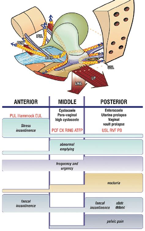 Diagnostic Algorithm Which Summarizes The Integral Theory System For Download Scientific