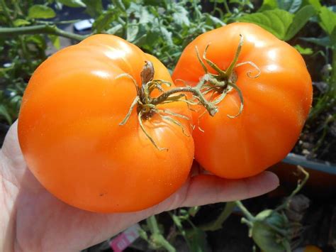 Гигант иерусалима томат описание сорта 91 фото