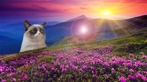 100 Grumpy Cat Wallpapers
