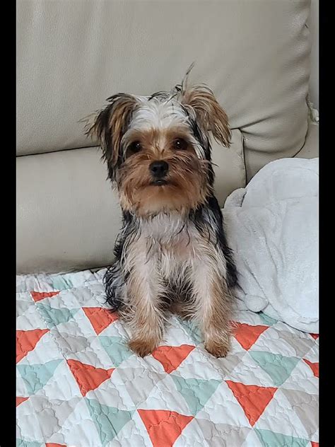 5개월차 덥수룩 더벅머리 강아지 요키 요크셔테리어 Youtube