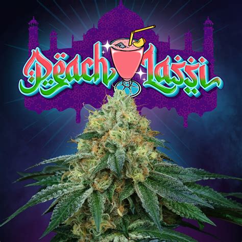 Regular Seeds Peach Lassi Cross Peachozz X Jet A