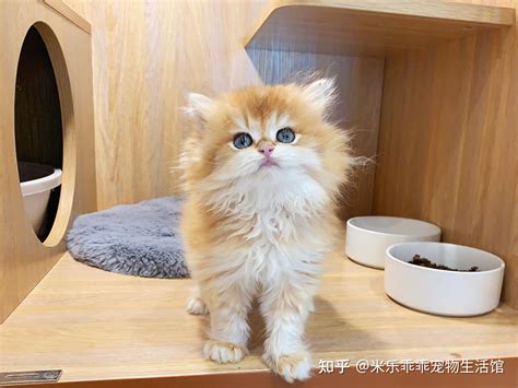3个方面看金渐层长毛和短毛的区别 知乎