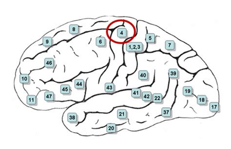 The Cortex And Cerebellum Lec 7 Flashcards Quizlet