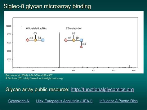 Ppt Glycan Binding Proteins Powerpoint Presentation Free Download Id4838460