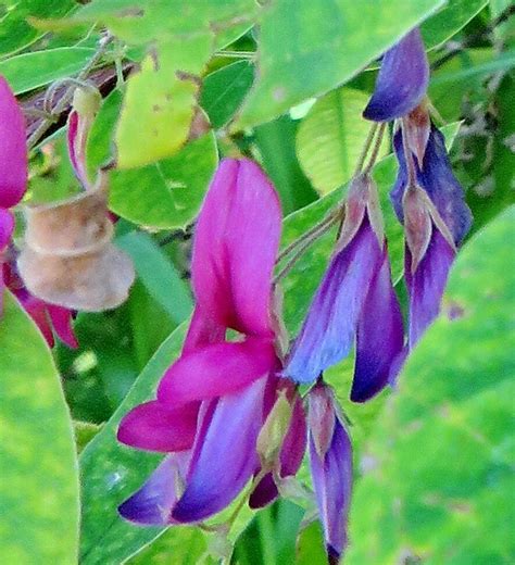 How To Grow Lespedeza Thunbergii Earthone