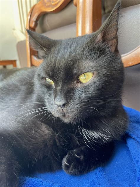 Stare Into My Eye Are You Ready R Blackcats