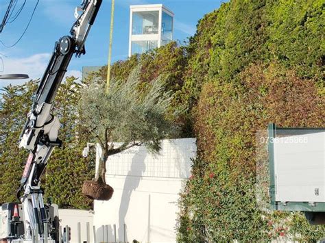 Shakira Se Llevó Hasta Un árbol De Su Casa En Barcelona Tendría Un