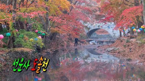 🍁🍃선운사 단풍🍂 Youtube
