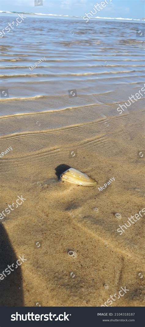 Pipi Shell On Beach Stock Photo Shutterstock