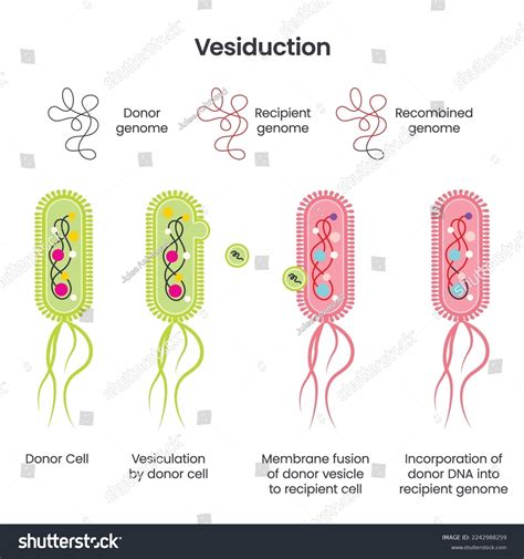 Horizontal Gene Transfer Bacteria Via Vesiduction Stock Vector Royalty