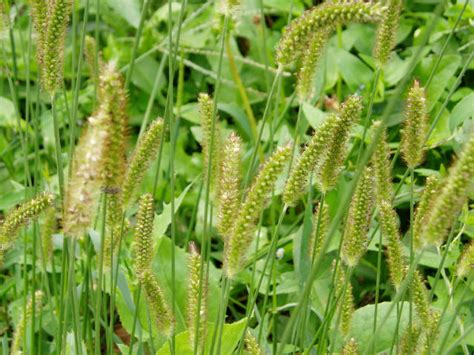 身近な植物図鑑キンエノコロ