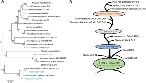 Engineering The β Carotene Metabolic Pathway Of Microalgae Dunaliella To Confirm Its Carotenoid