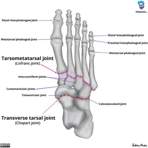 Interphalangeal Joints Of The Foot Wikism Sports Medicine Wiki