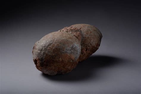 Prehistoric Fossilized Hadrosaur Dinosaur Egg Nest Fossil Cretaceous Period At 1stdibs