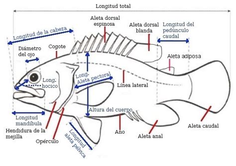 Donpescadon Anatomia De Los Peces