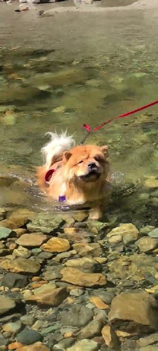Kumi Loves To Swim Youtube