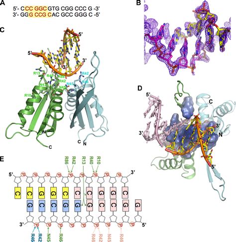Crystal Structure Of Alba2 Dsdna Complex A 16 Mer Dsdna Sequence Used