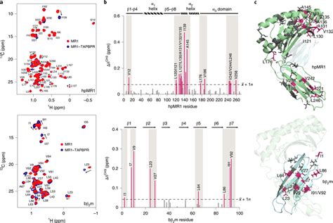 Tapbpr Recognizes Conserved Interaction Surfaces On Mhc I And Mr1 A 2d Download Scientific