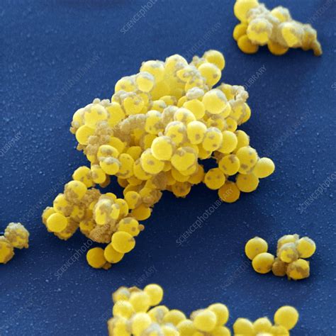 Staphylococcus Aureus Bacteria SEM Stock Image B Science Photo Library