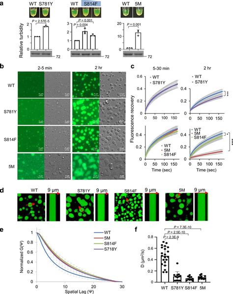 Utx Cancer Associated Missense Mutations Alter Condensate Download Scientific Diagram
